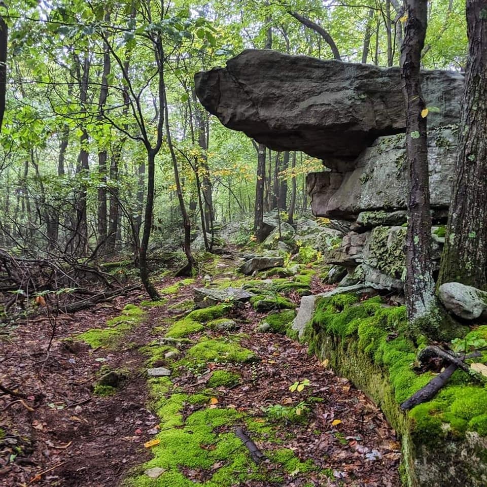 Blue Knob Mountain - Allegheny Trailrunners